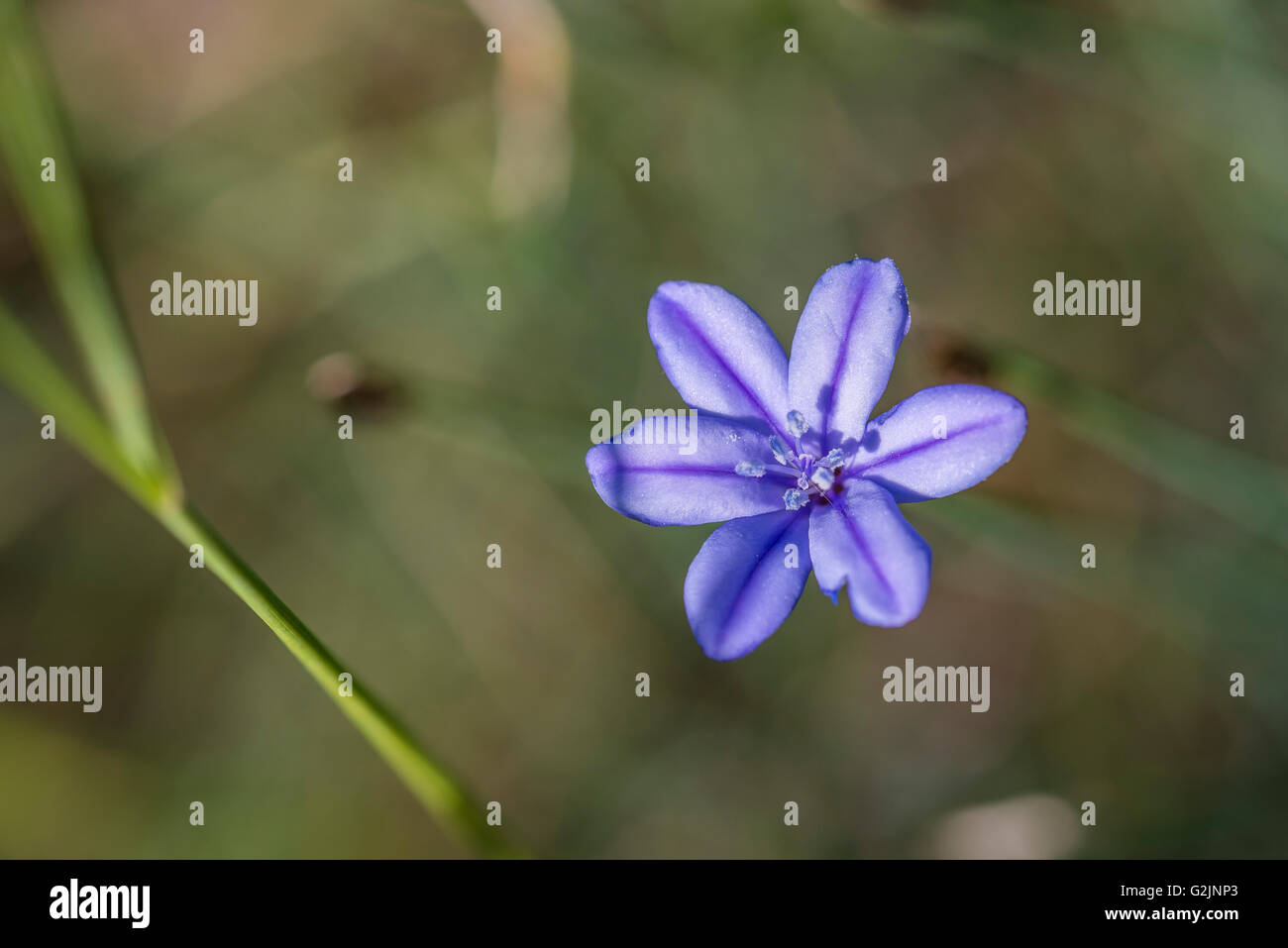 APHYLLANTE DE MONTPELLIER Aphyllanthes Monspeliensis Stock Photo - Alamy