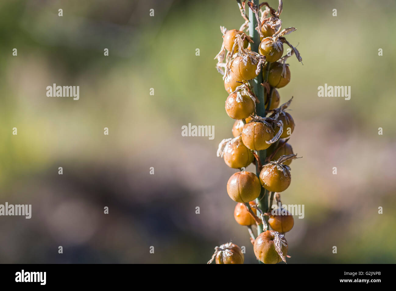 Feuilles de calice hi-res stock photography and images - Alamy