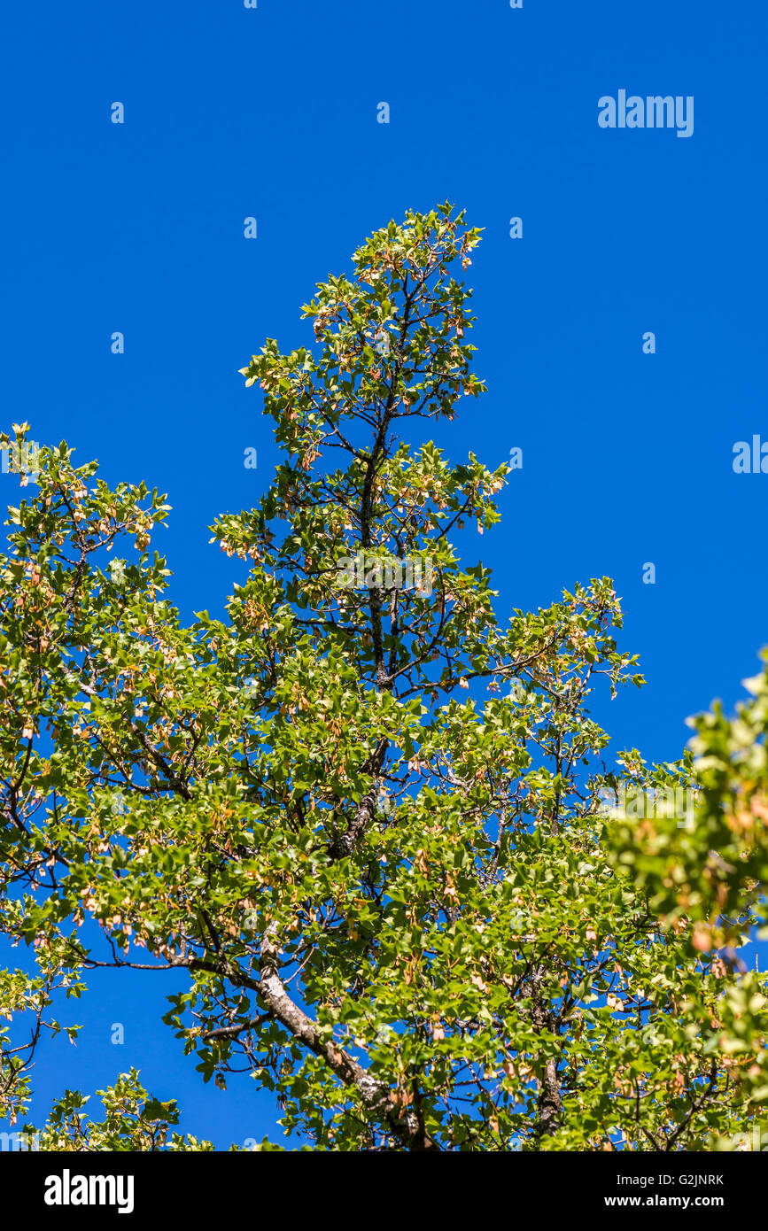 Erable High Resolution Stock Photography and Images - Alamy