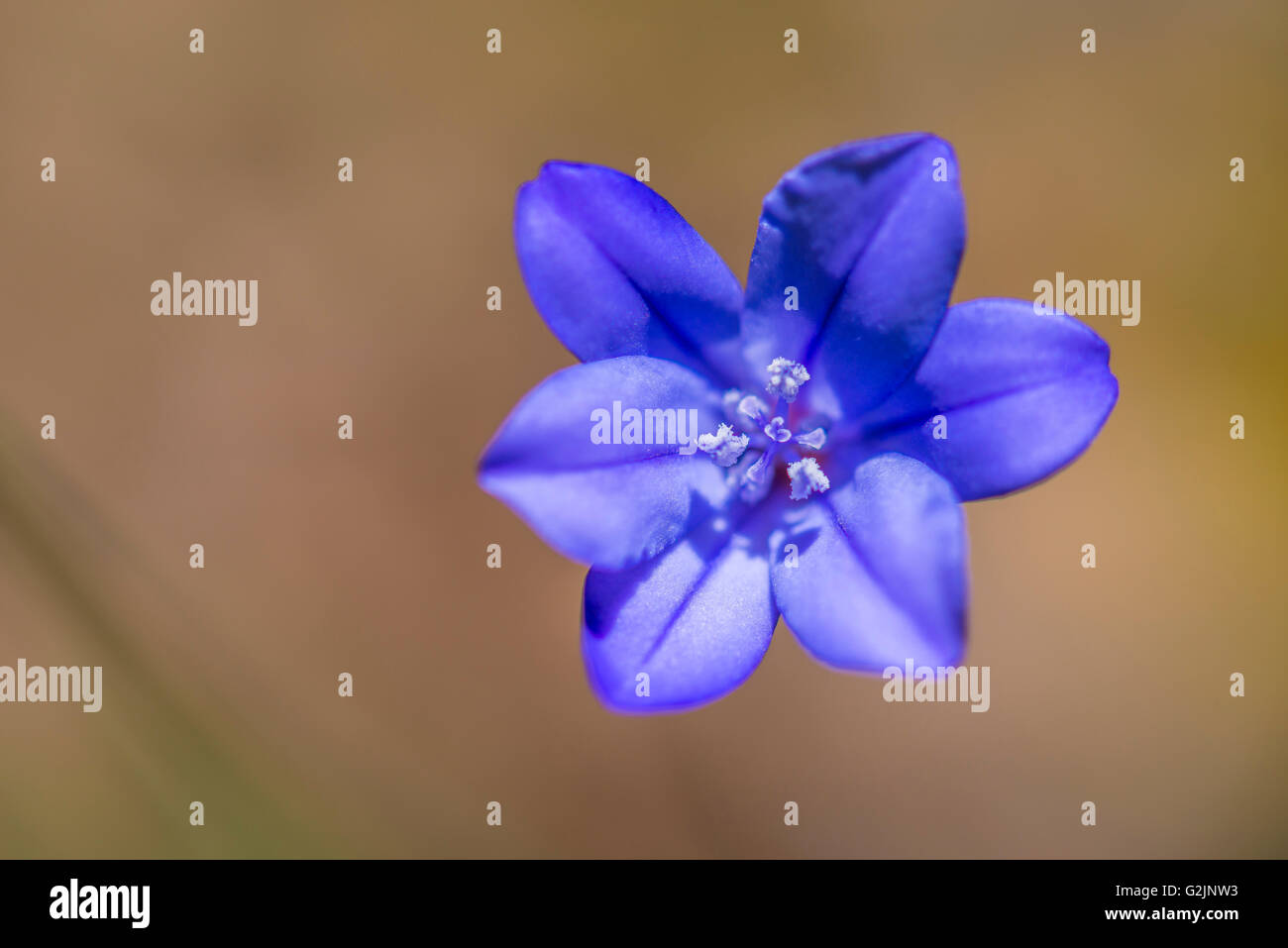 APHYLLANTE DE MONTPELLIER Aphyllanthes Monspeliensis Stock Photo - Alamy