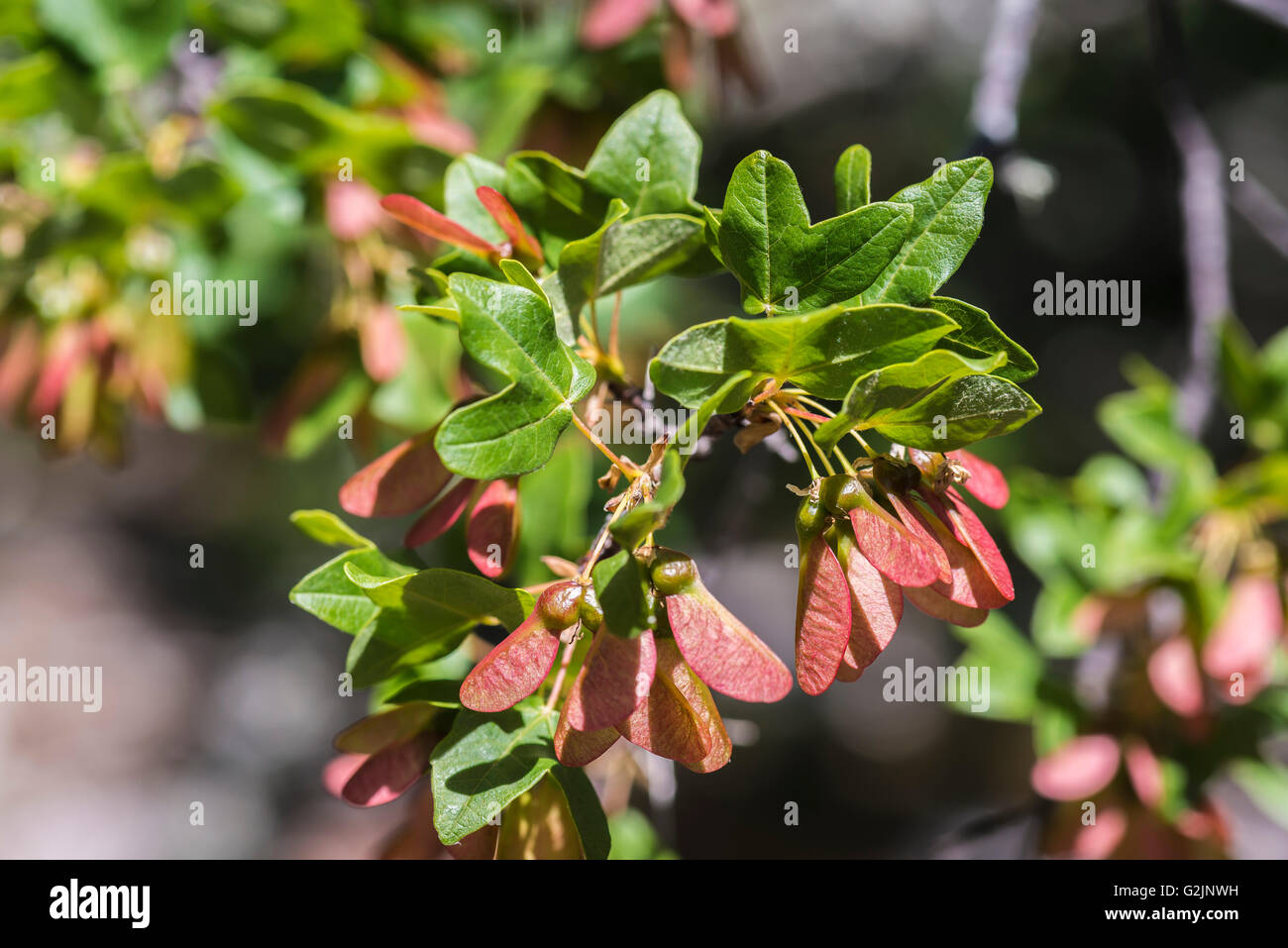 Tronc arbre erable hi-res stock photography and images - Alamy