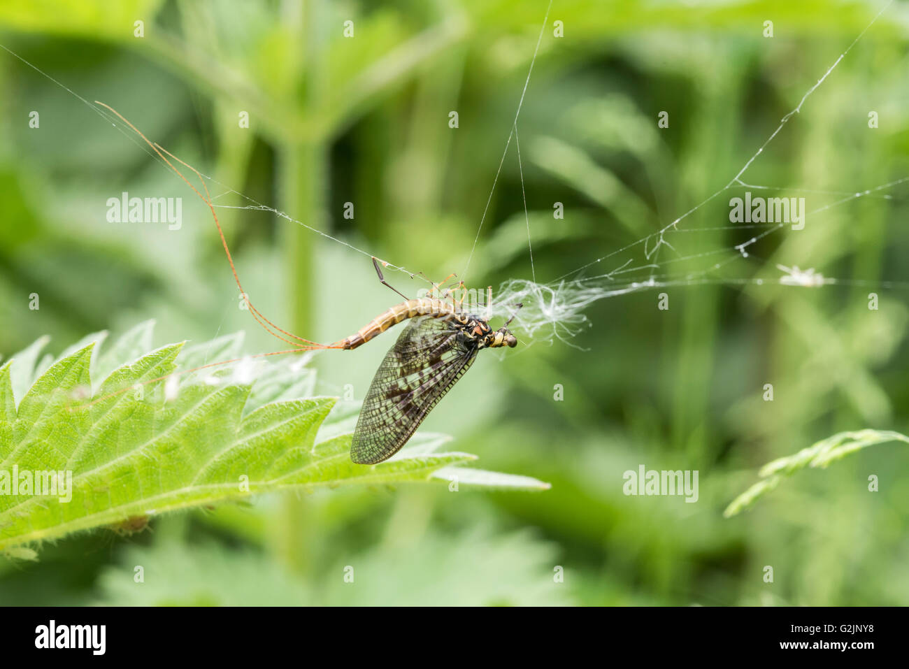 A Green Drake Mayfly trapped in a spiders web Stock Photo - Alamy