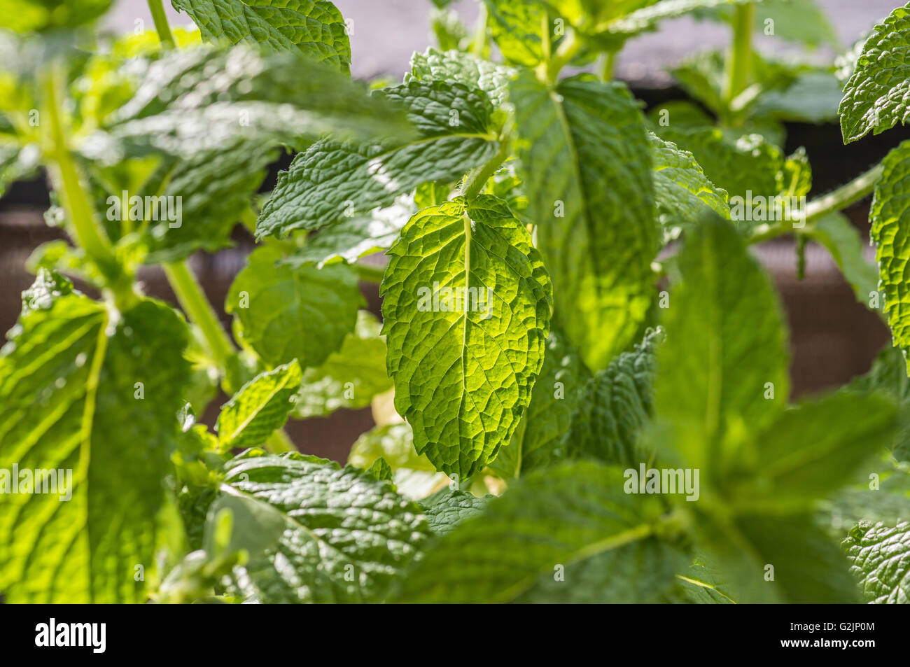 Feuille de Menthe verte Stock Photo - Alamy
