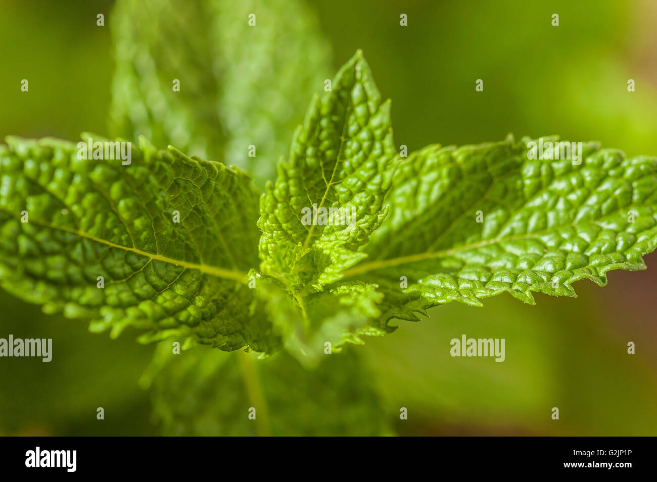 Feuille de Menthe verte Stock Photo - Alamy
