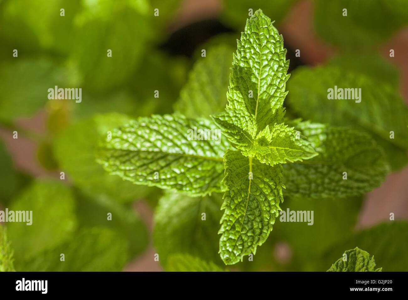 Feuille de Menthe verte Stock Photo - Alamy