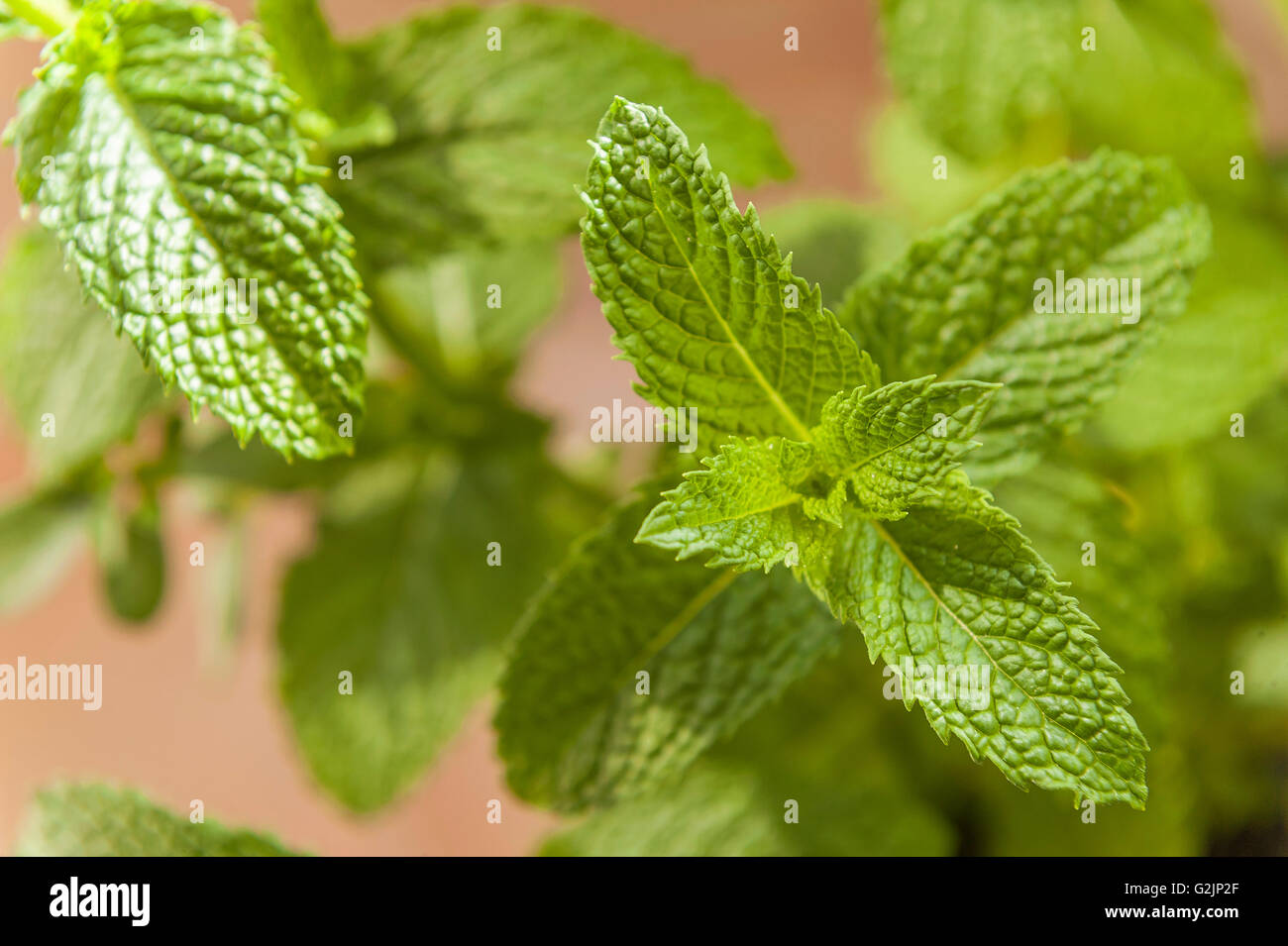Feuille de Menthe verte Stock Photo - Alamy