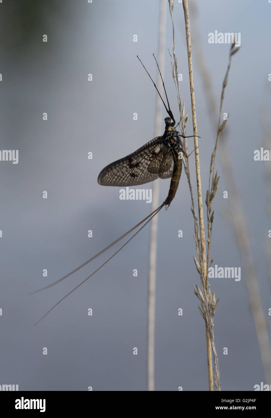 Mayflies hi-res stock photography and images - Alamy