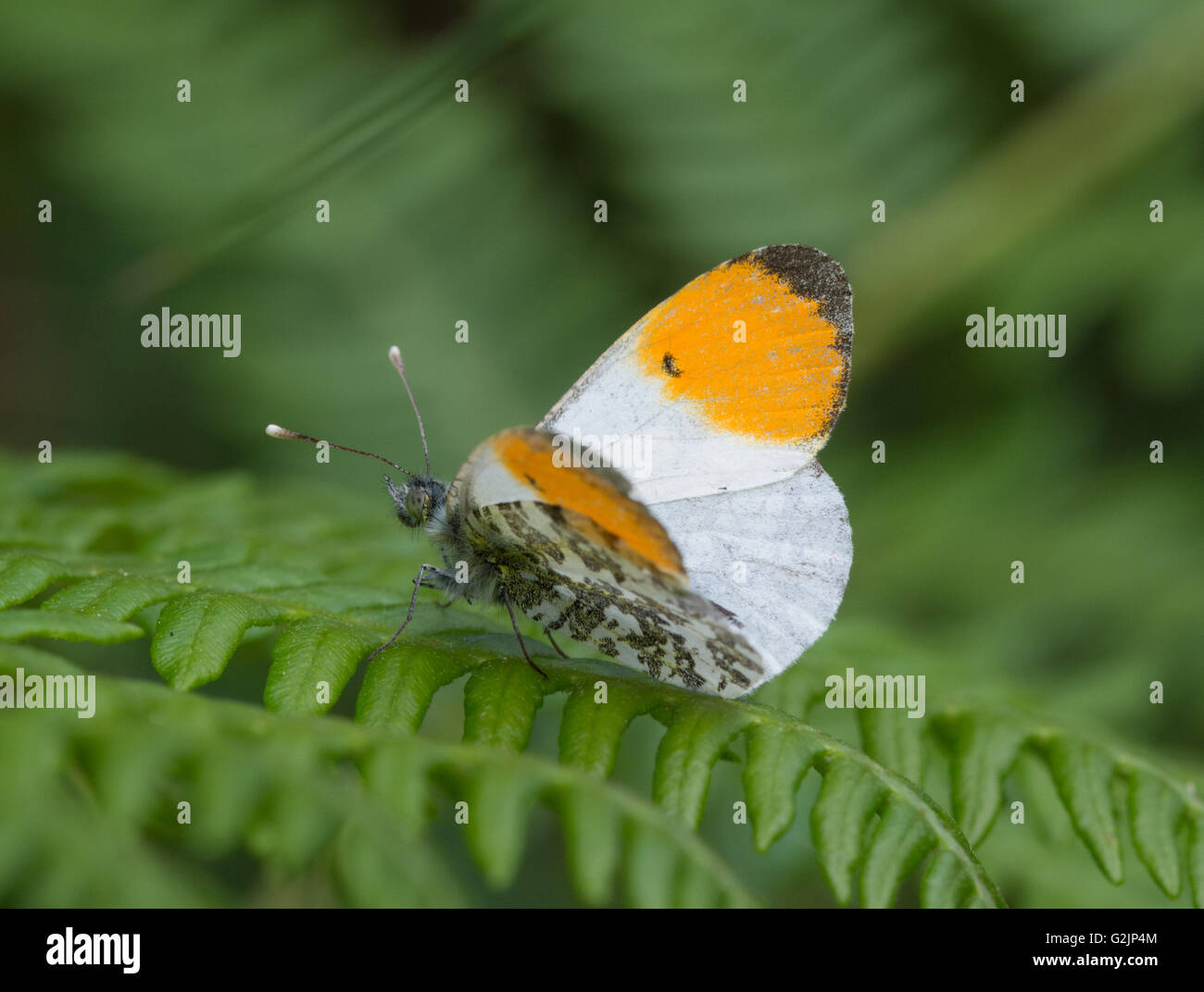 Male orange tip butterfly hi-res stock photography and images - Alamy