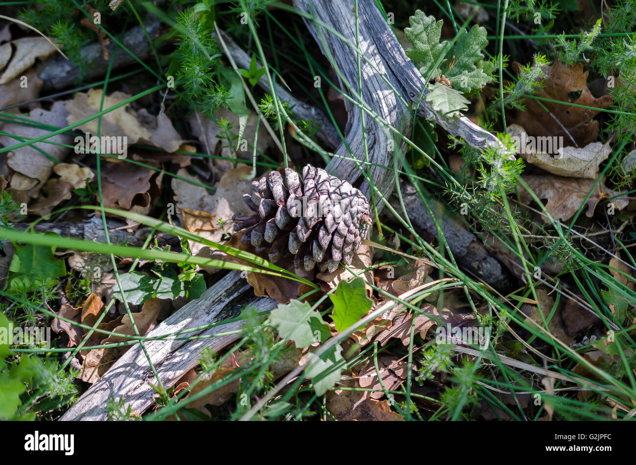 Feuille de pomme hi-res stock photography and images - Alamy