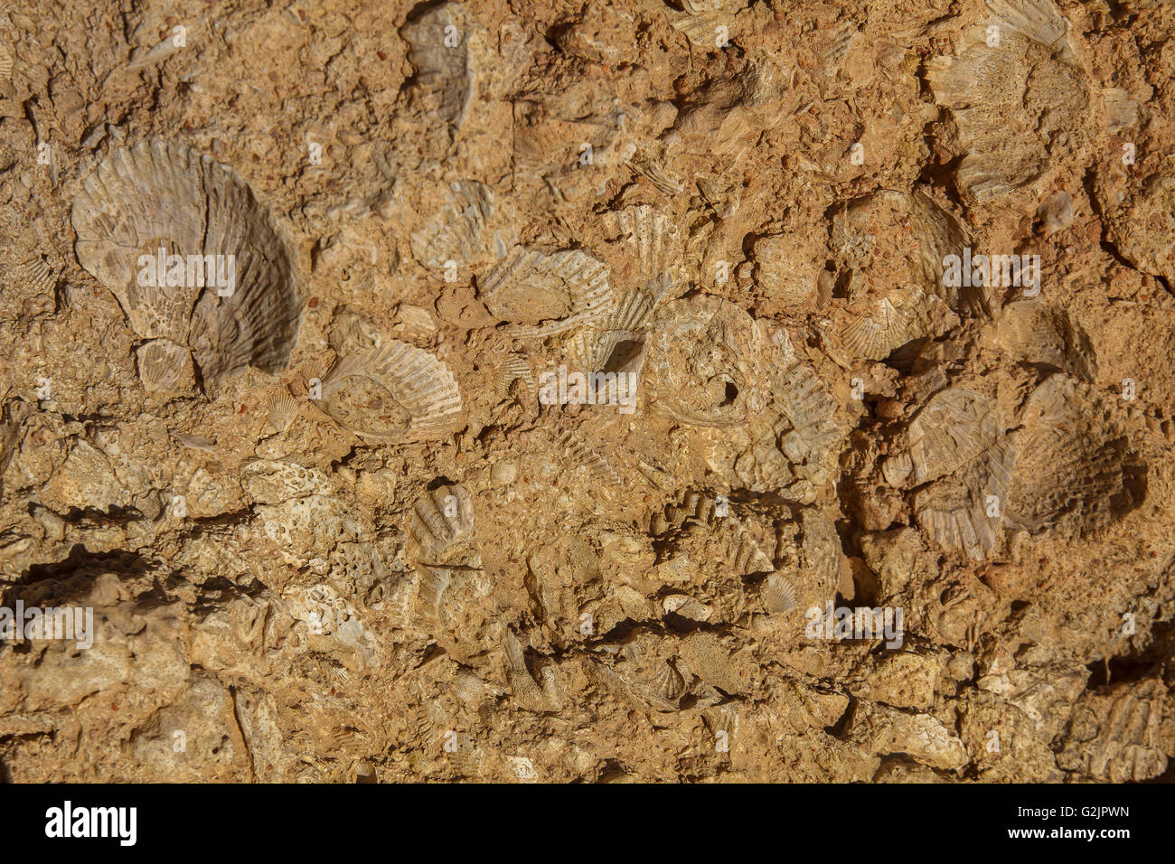 Fossil rich rock Stock Photo - Alamy