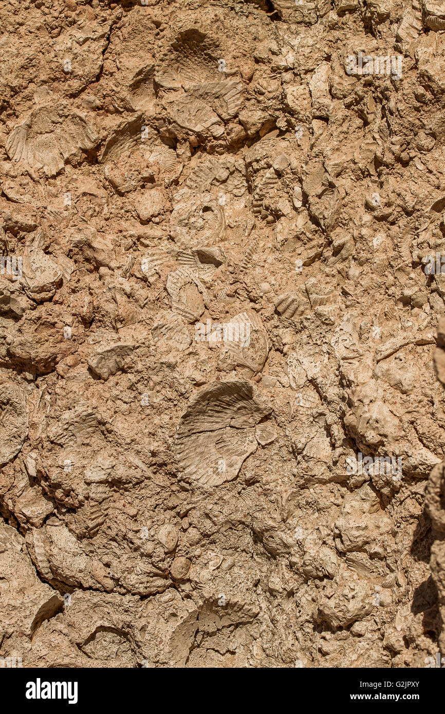 Mollusk fossil sedimentary rock hi-res stock photography and images - Alamy