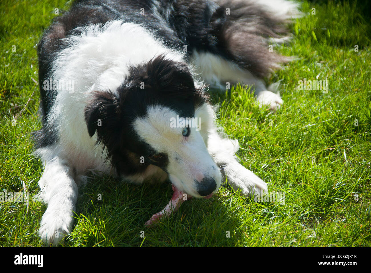 border collie dog chewing bone on green grass in sunshine Stock Photo ...