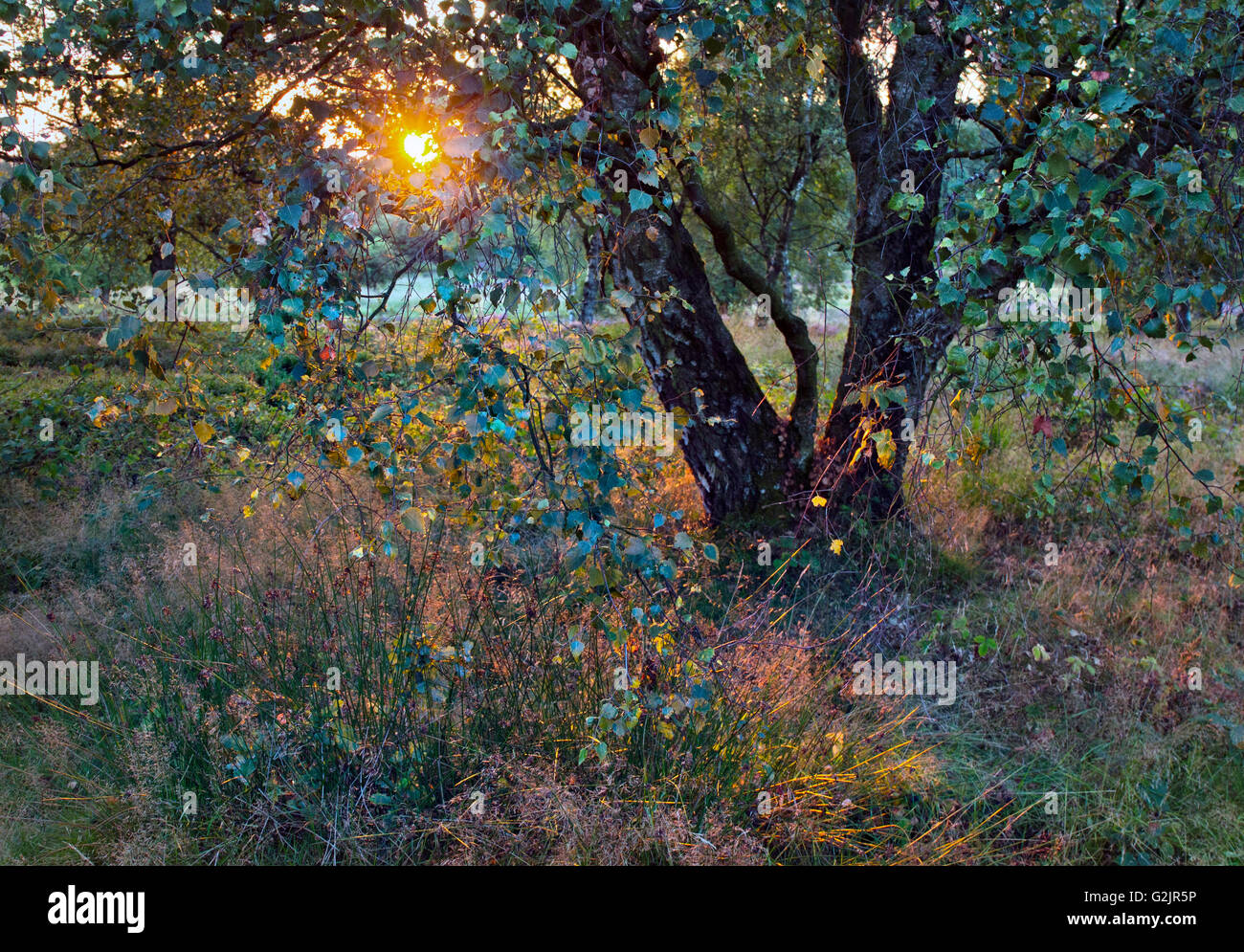 Last glowing embers of the day in late summer early autumn on Cannock ...