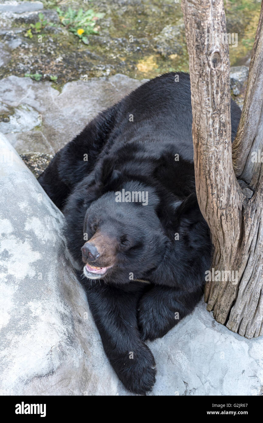 Big black bear chilling outside,selective focus Stock Photo - Alamy