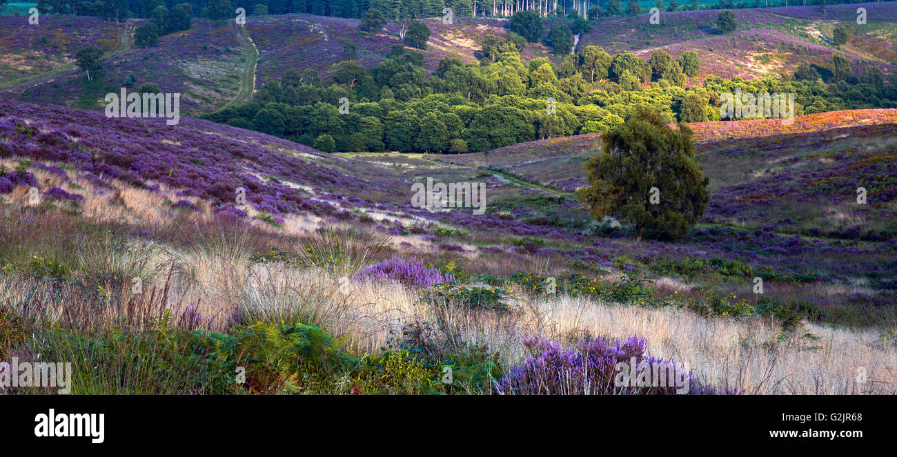 Sherbrook valley cannock chase hi-res stock photography and images - Alamy
