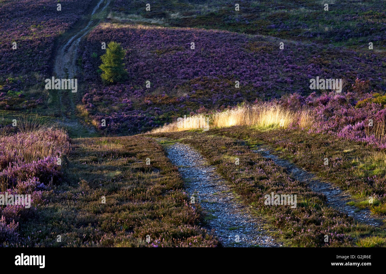 Footpaths widing through Cannock Chase Area of Outstanding Natural ...
