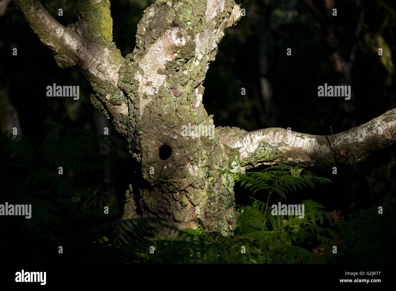 Betula Sylvestris Pendula contorted shape of a mature Silver Birch tree ...