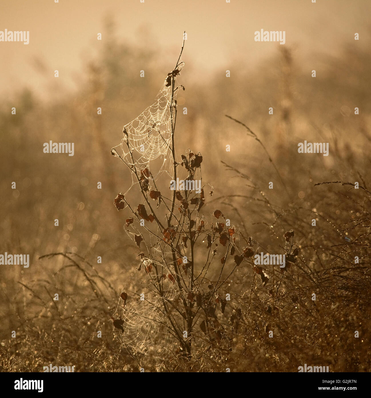Spider web sunlit hi-res stock photography and images - Alamy