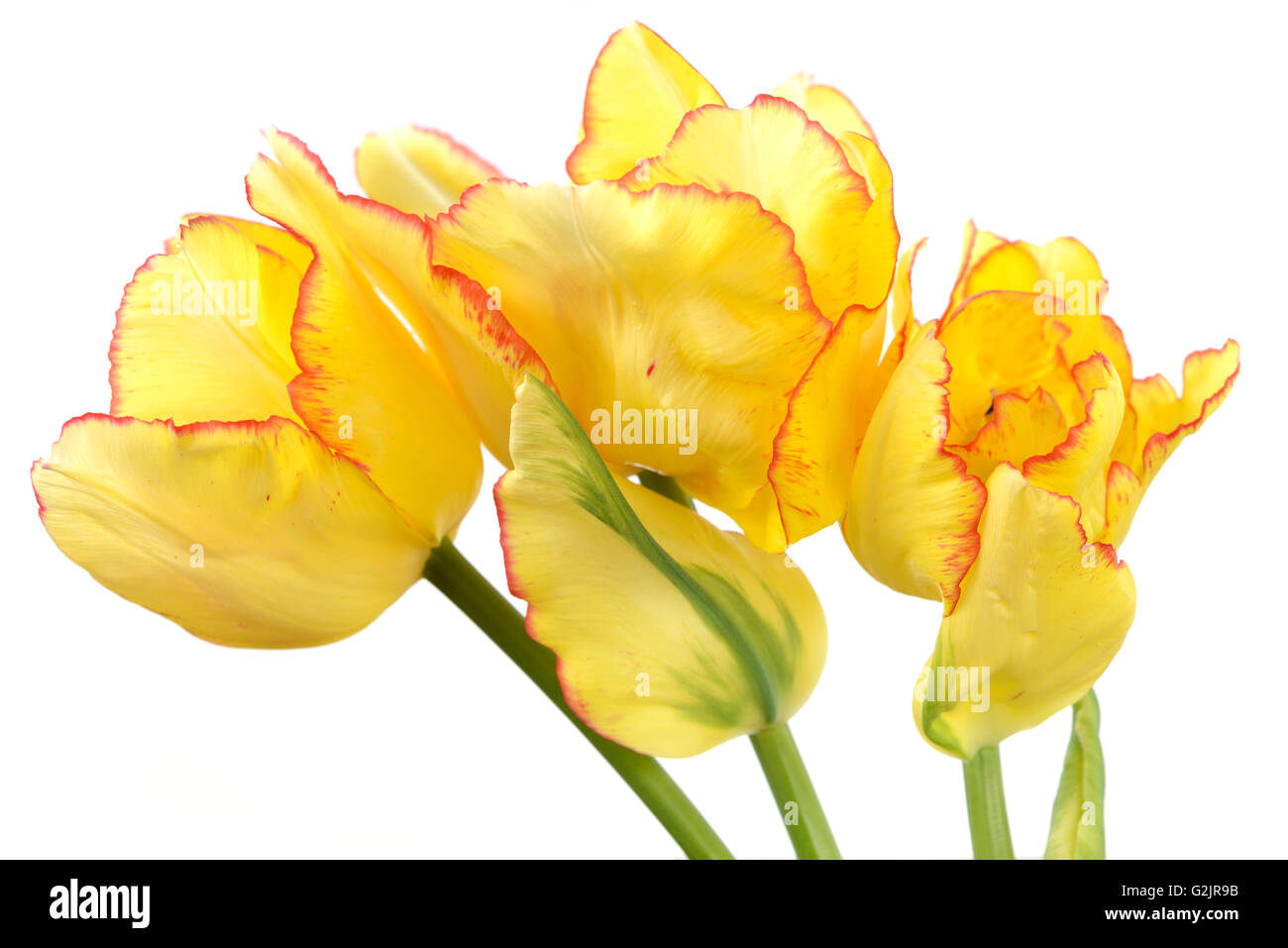 Tulipa 'Aquilla' Tulip Double Late Group Multi-headed tulip April Stock ...