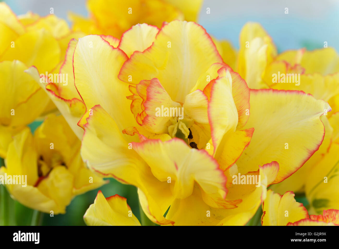 Multi headed tulips hi-res stock photography and images - Alamy