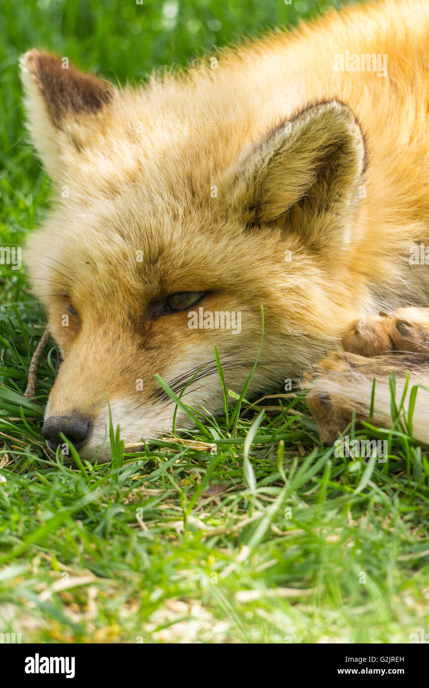 Sleepy fox hi-res stock photography and images - Alamy