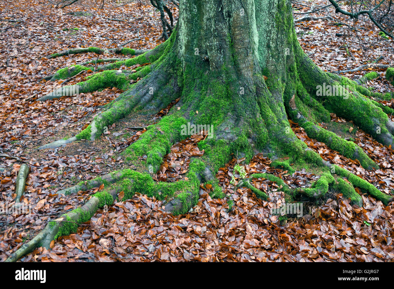 Moss covered tree roots in Ancient Oak woodland a former medieval royal ...