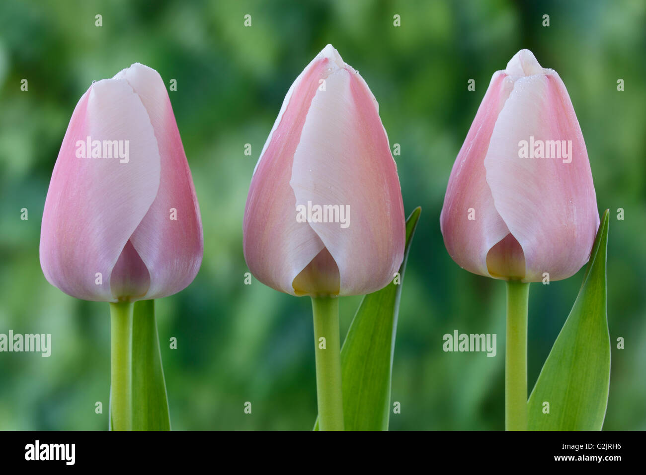 Tulipa 'Ollioules' AGM Tulip Darwin Hybrid Group April Stock Photo - Alamy