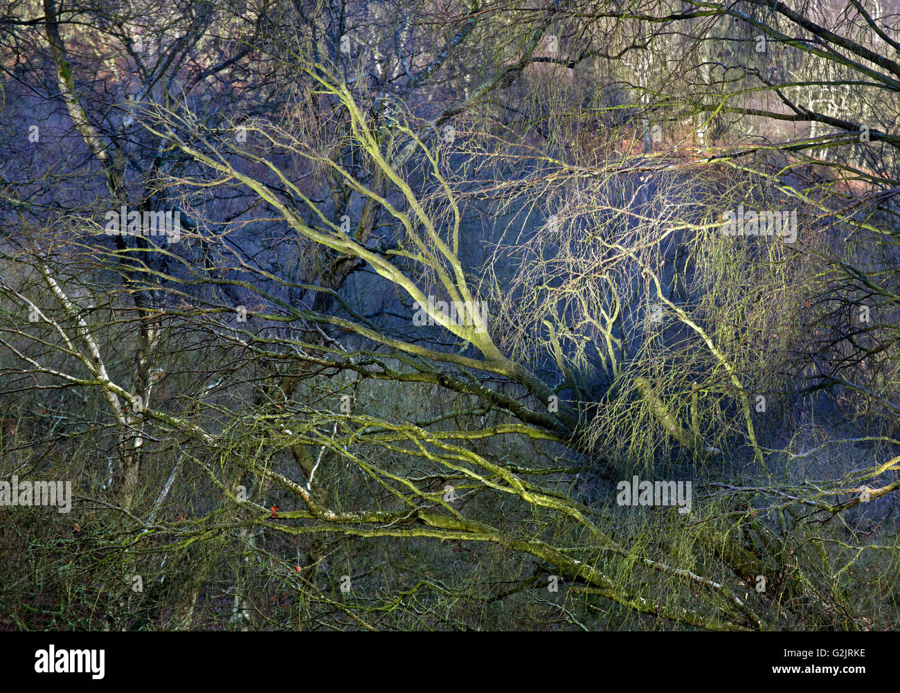 Ancient tree in winter hi-res stock photography and images - Alamy