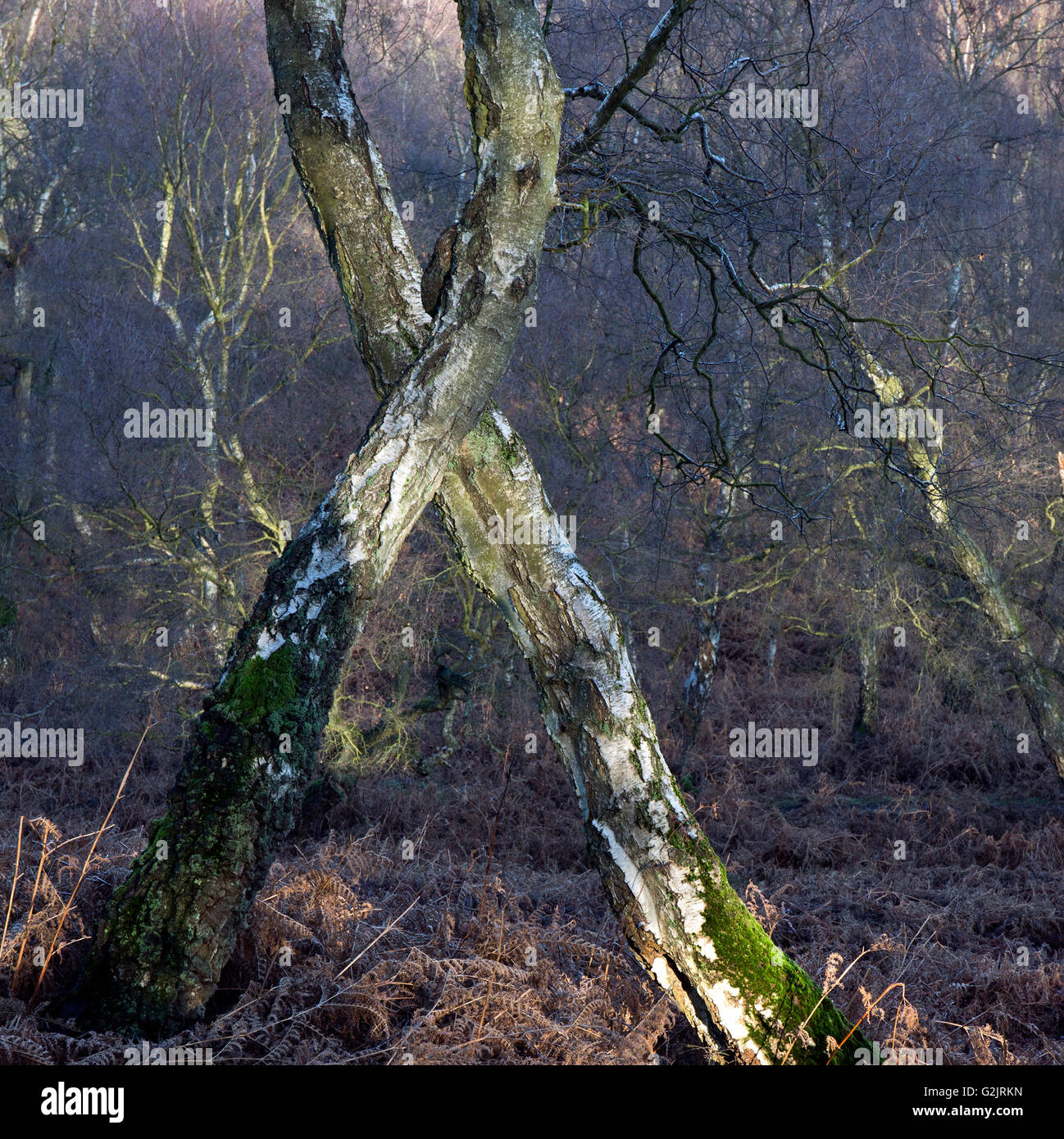 Sunlight on Silver Birch trees in Ancient Oak forest in winter at ...