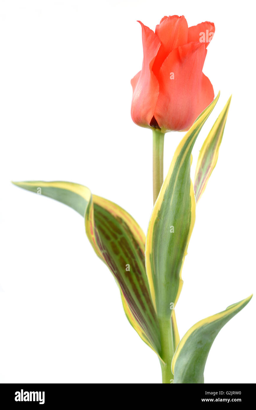 Tulip fire hi-res stock photography and images - Alamy