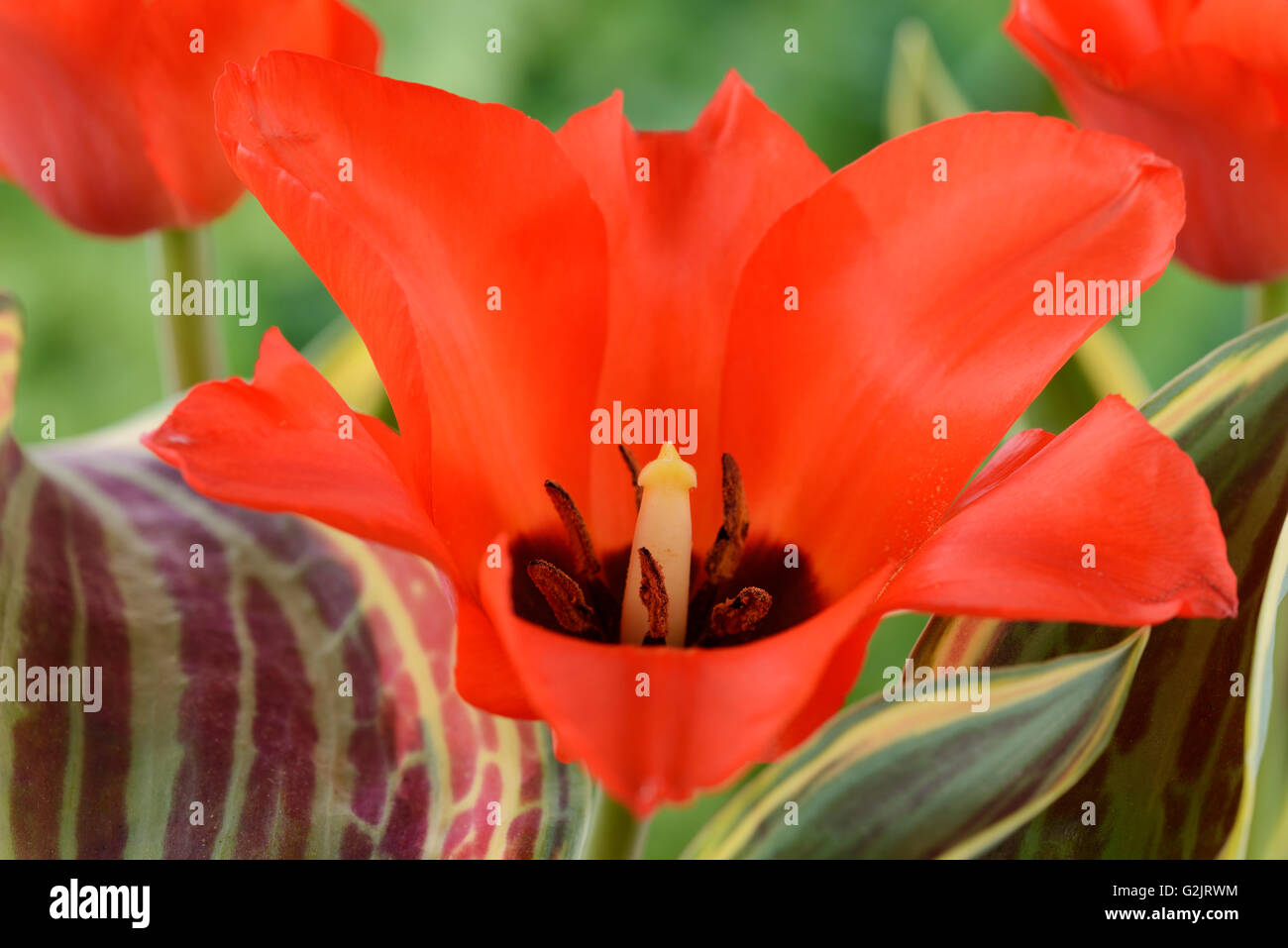 Tulip fire hi-res stock photography and images - Alamy