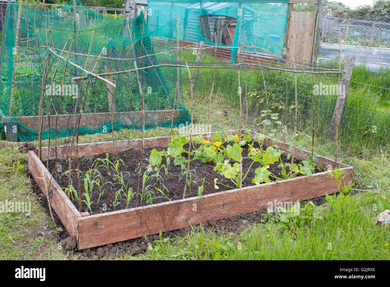 Vegetable plants protected by a rustic fence at an allotment site Stock ...