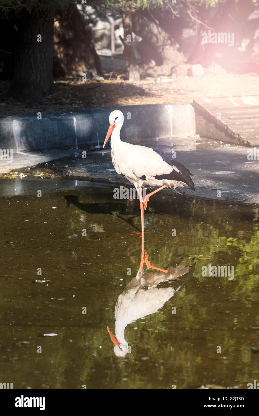 Big white stork in the lake Stock Photo - Alamy