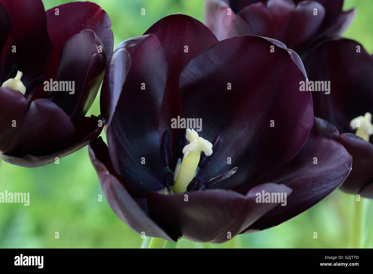 Queen Of The Night Plant High Resolution Stock Photography and Images ...