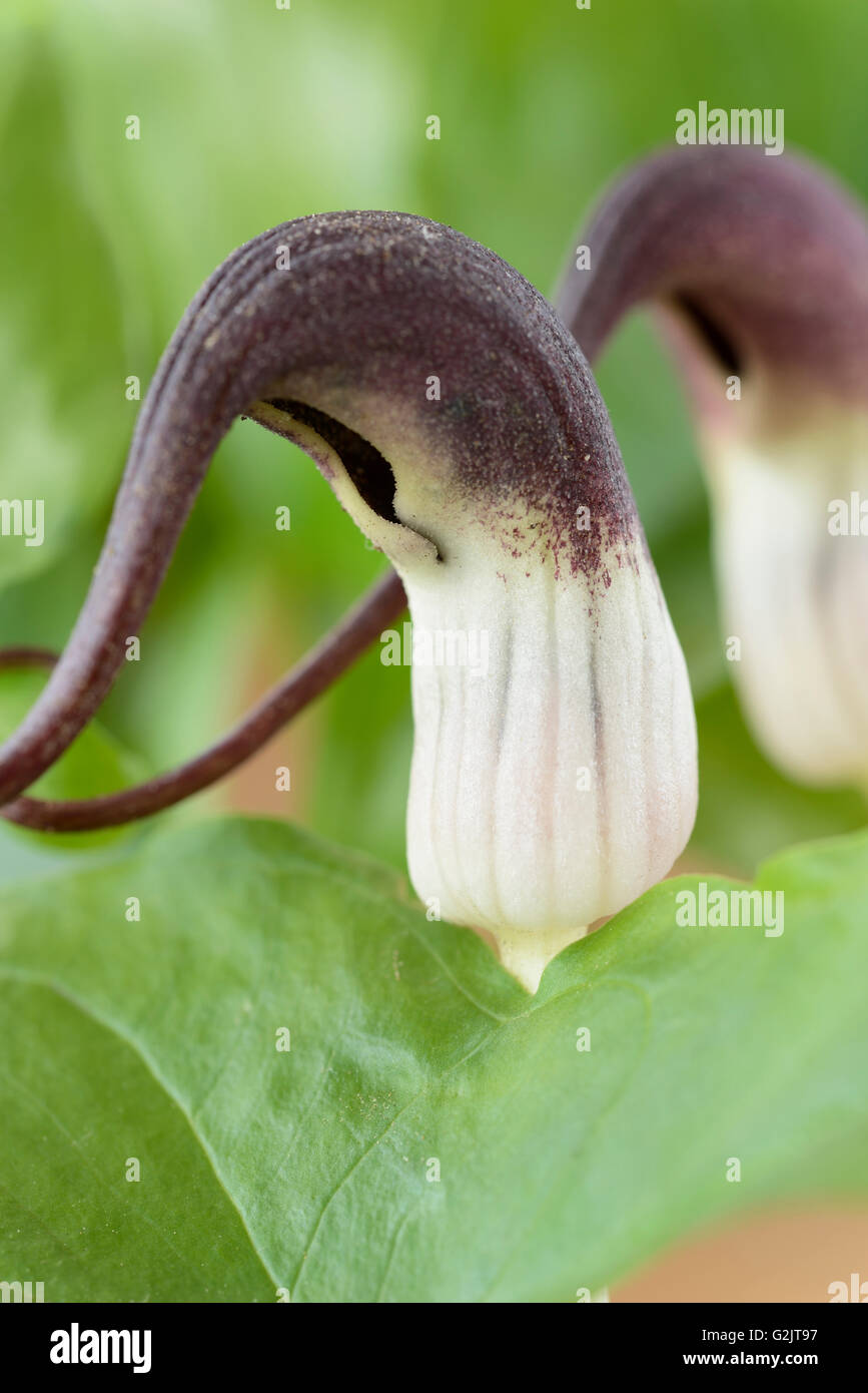 Arisarum proboscideum Mouse plant Spathes and leaves April Stock Photo ...