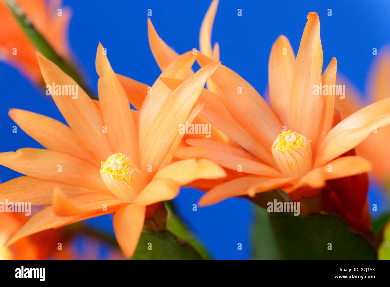 Rhipsalidopsis Easter cactus May Stock Photo - Alamy