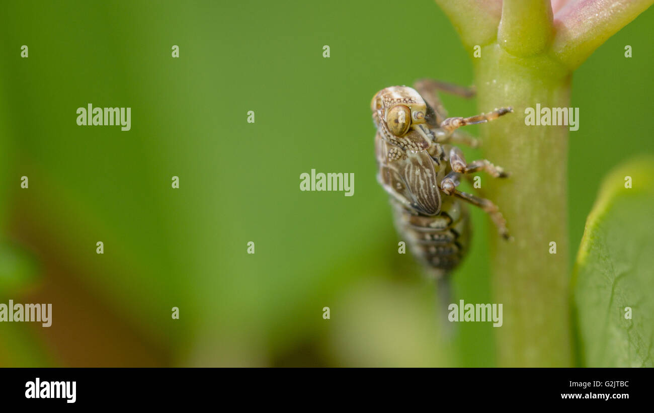 Issus coleoptratus planthopper nymph Stock Photo - Alamy