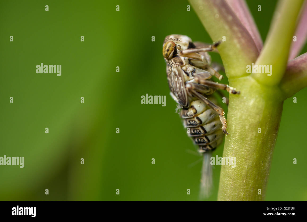 Issus coleoptratus planthopper nymph Stock Photo - Alamy