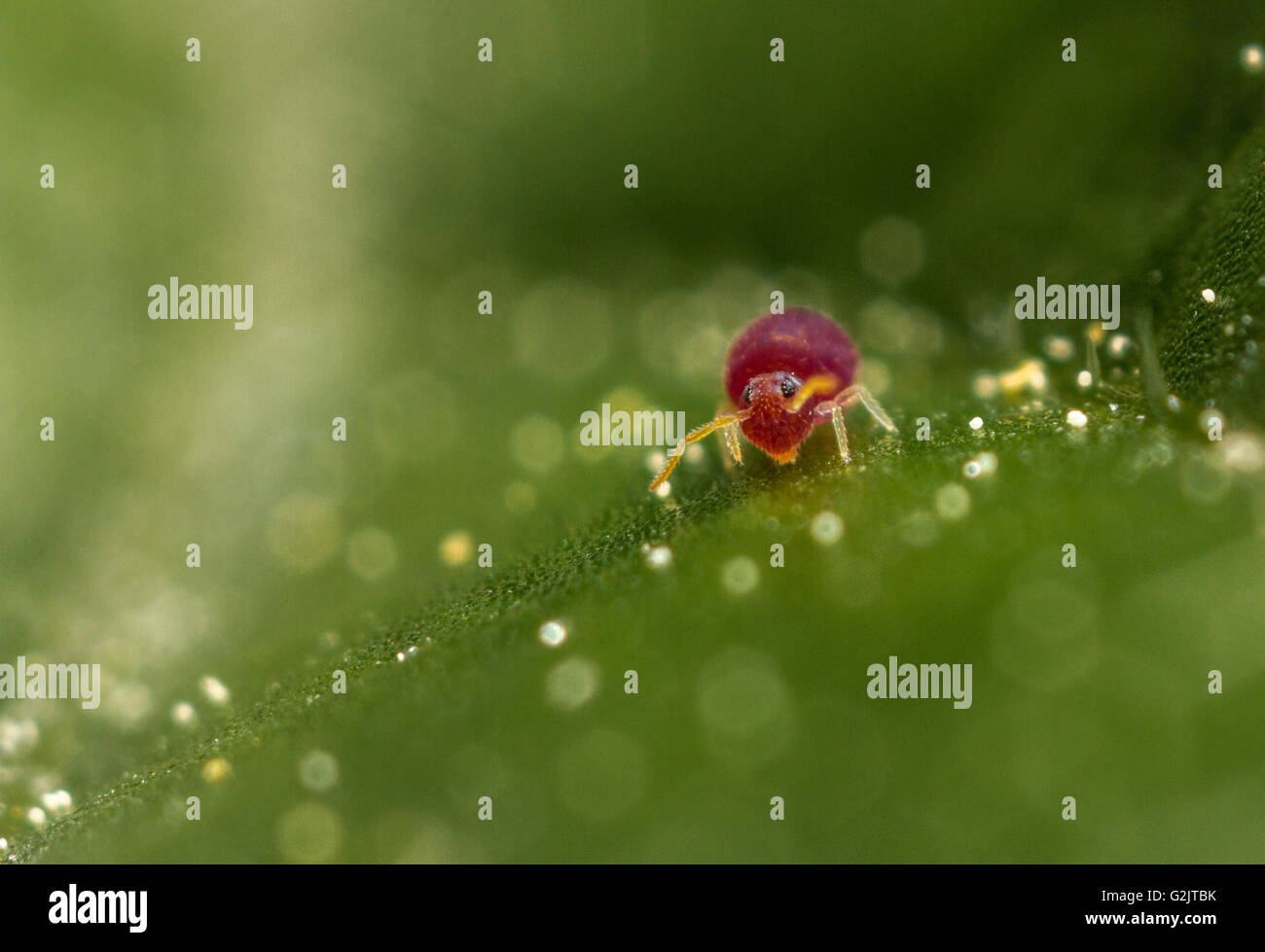 Globular springtails hi-res stock photography and images - Alamy