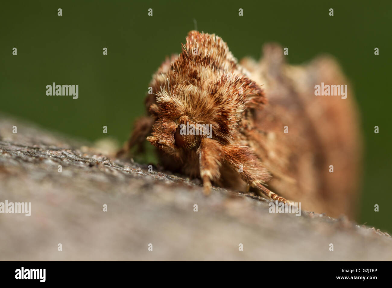 Prominent scales hi-res stock photography and images - Alamy