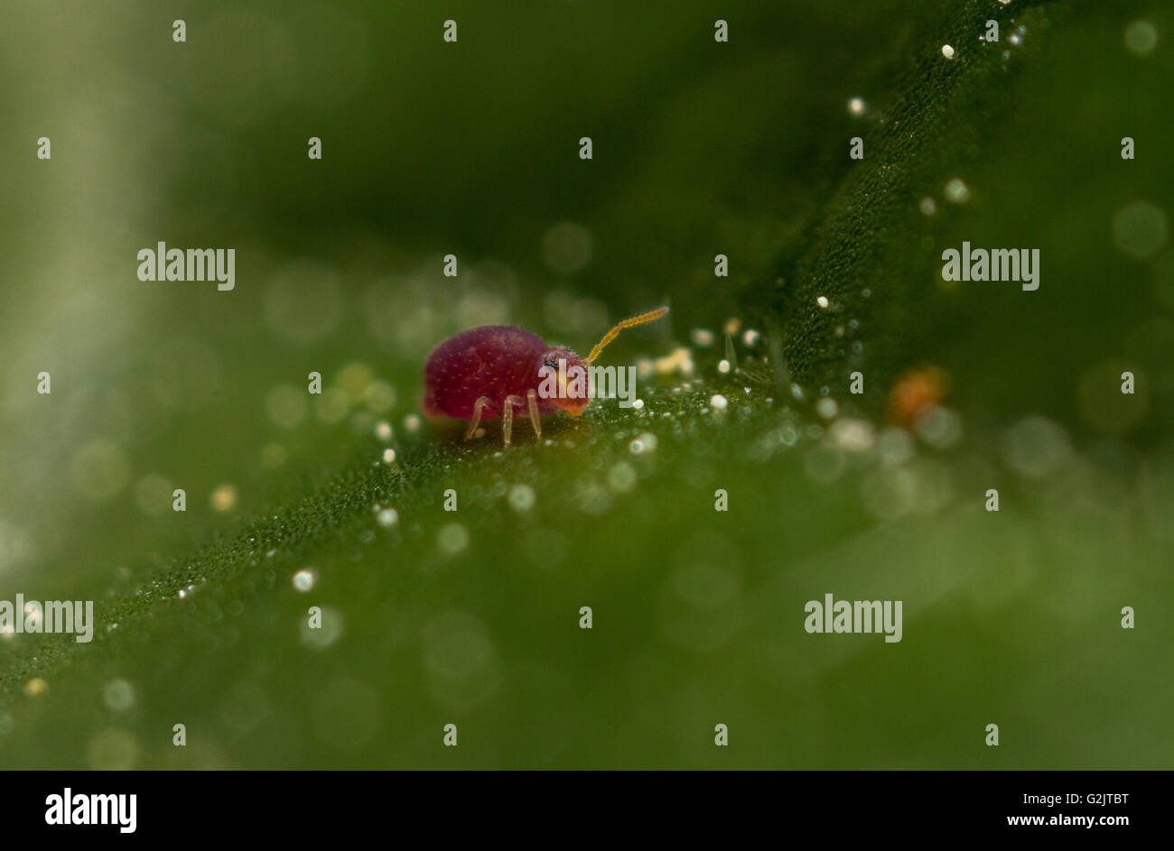 Deuterosminthurus pallipes globular springtails on acanthus leaves ...