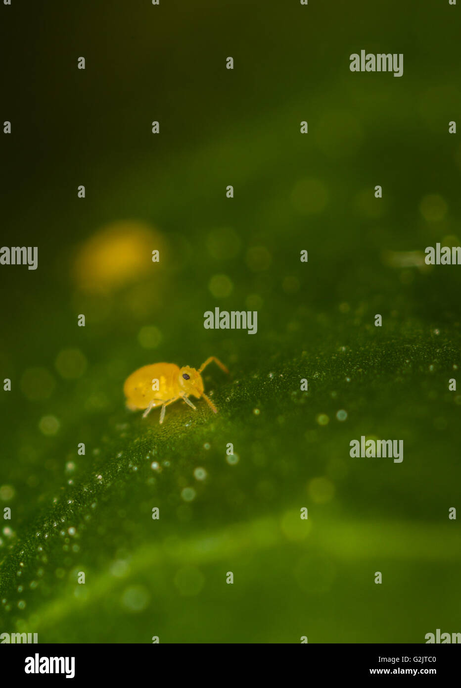Deuterosminthurus pallipes globular springtail on acanthus leaf Stock ...
