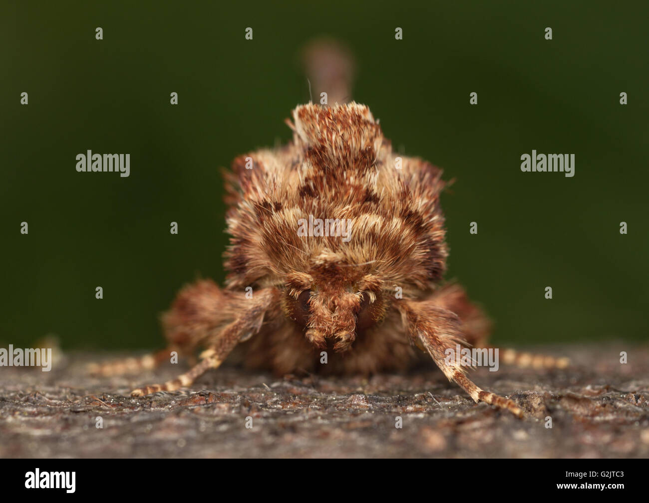 Coxcomb Prominent (Ptilodon capucina Stock Photo - Alamy
