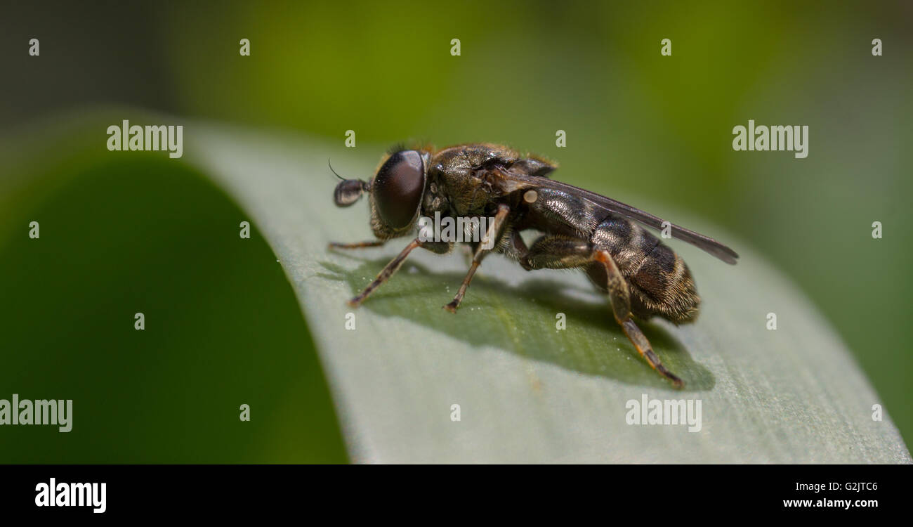 Eumerus species hoverfly Stock Photo - Alamy