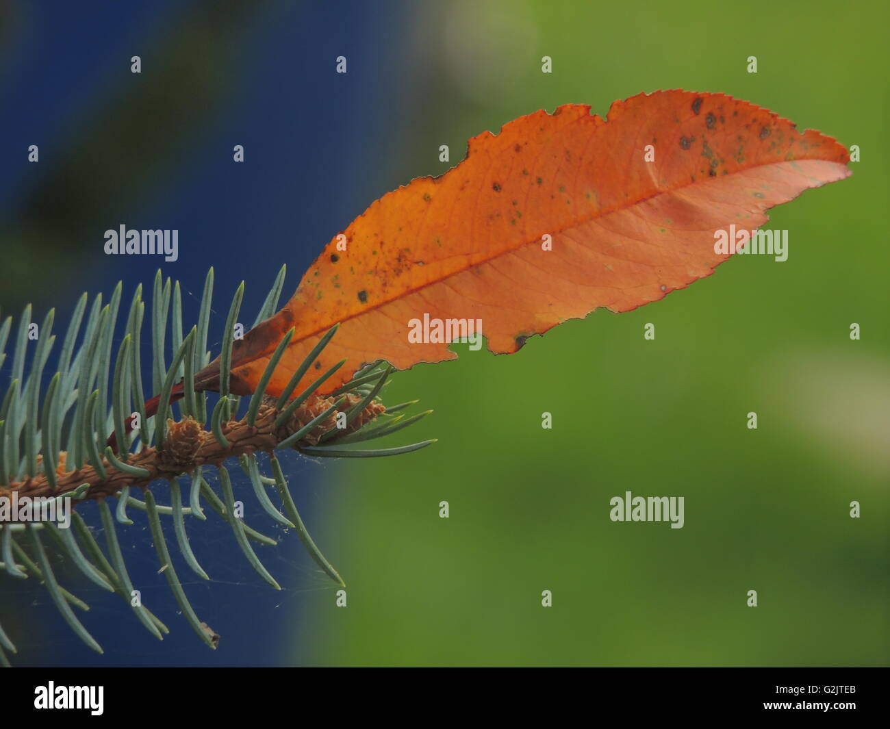 Larch leaf hi-res stock photography and images - Alamy