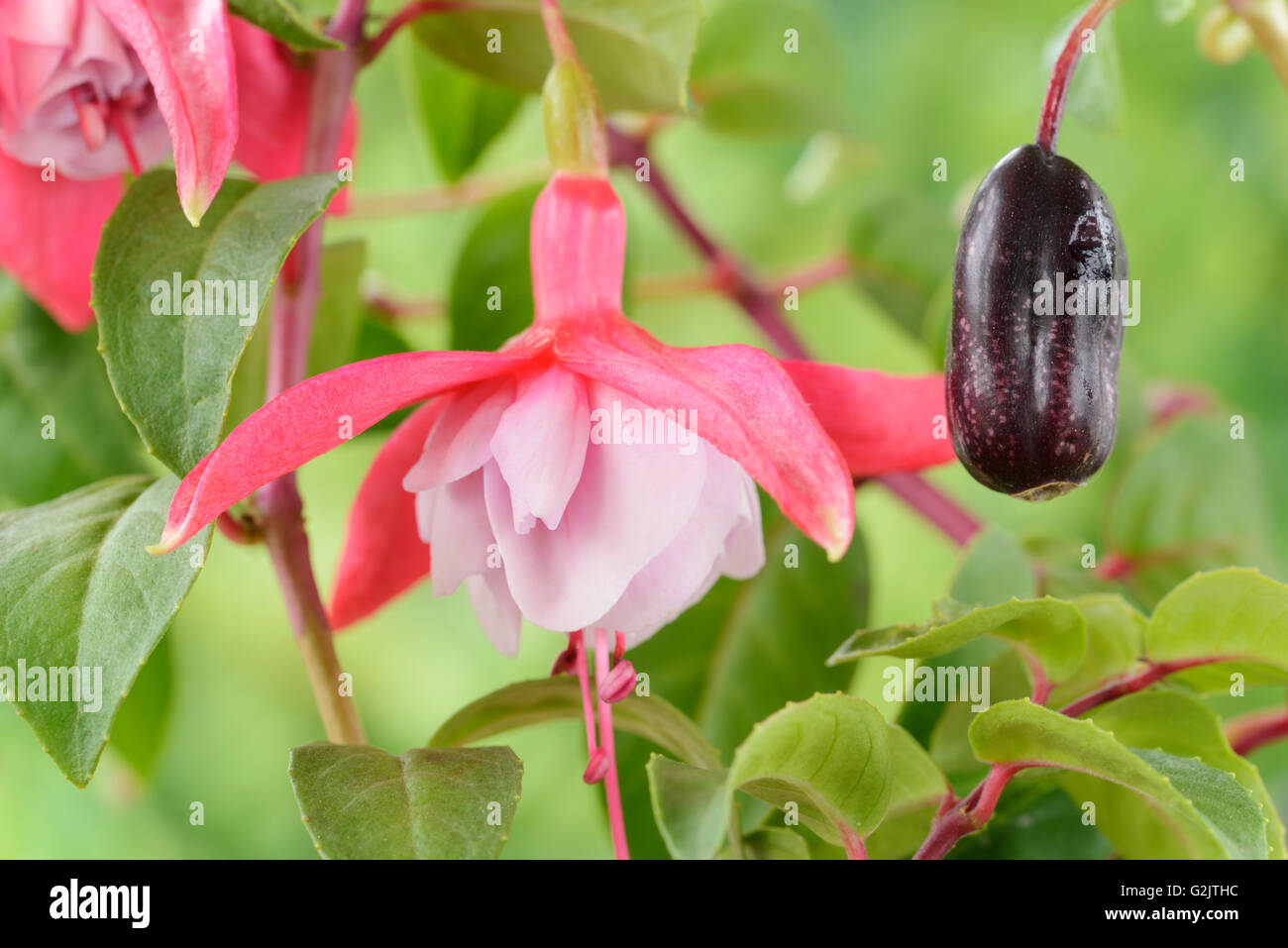 Fuschia fruit hi-res stock photography and images - Alamy