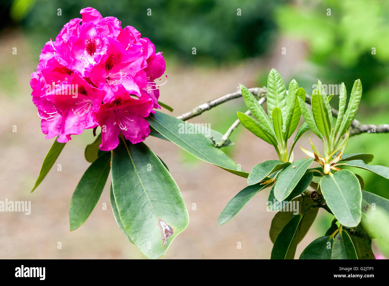 Rhododendron bush pink flowers hi-res stock photography and images - Alamy