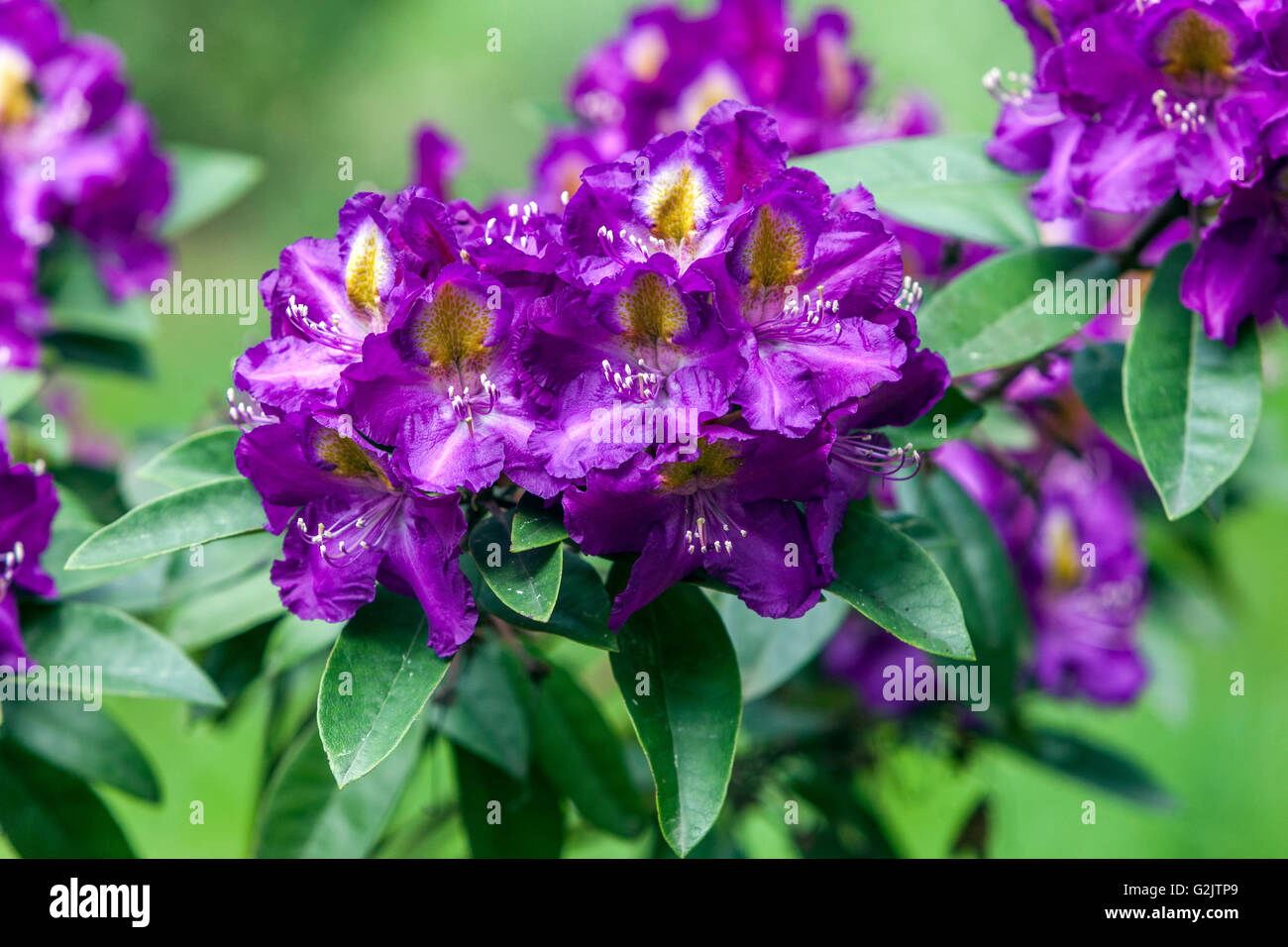 Mauve Rhododendron 'Tamarindos', purple flowers on shrub in garden ...