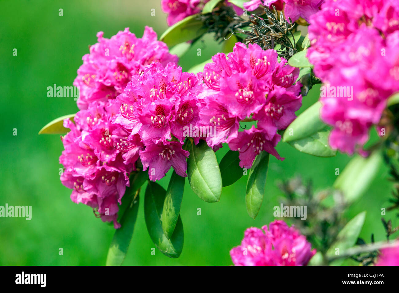 Shrubs pink rhododendron shrub hi-res stock photography and images - Alamy