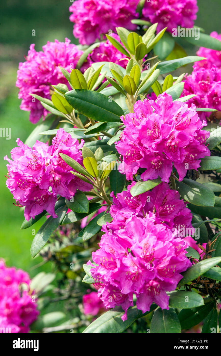 Pink Rhododendron 'Darius', flowering Stock Photo - Alamy
